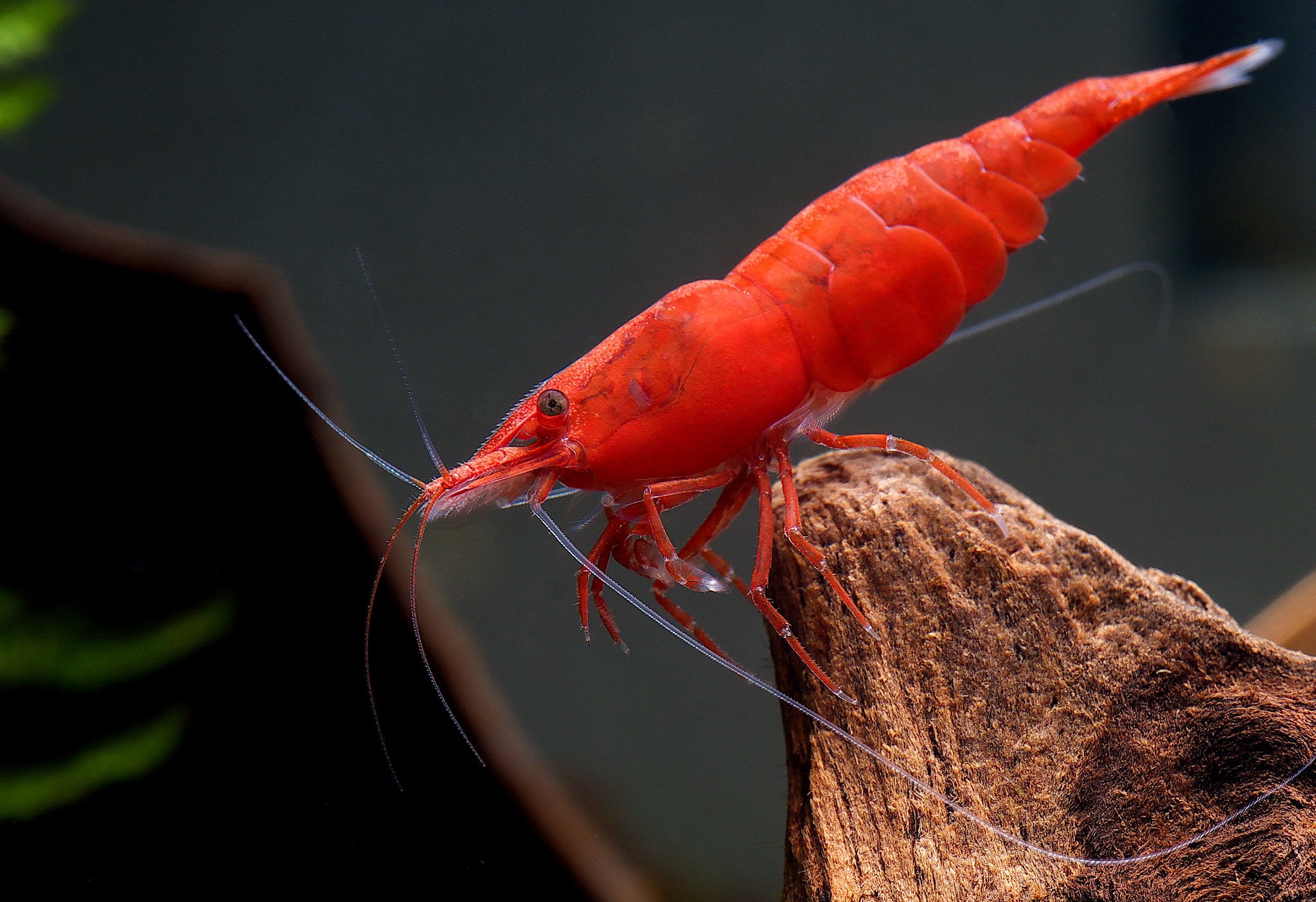 Live Freshwater Shrimp for Sale | Premium Genetics & Express Shipping ...