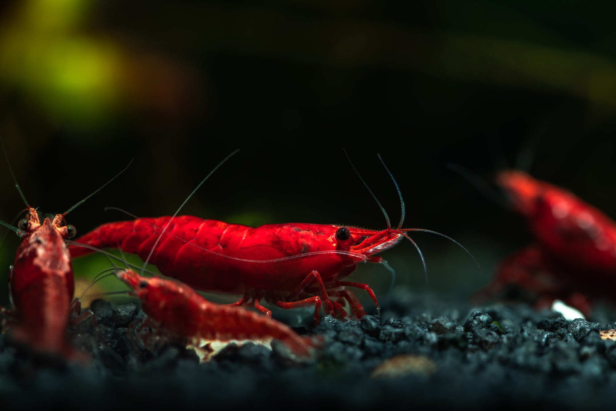 The Online Shrimp Store (Prime Delivery) – Cherry Shrimp Canada