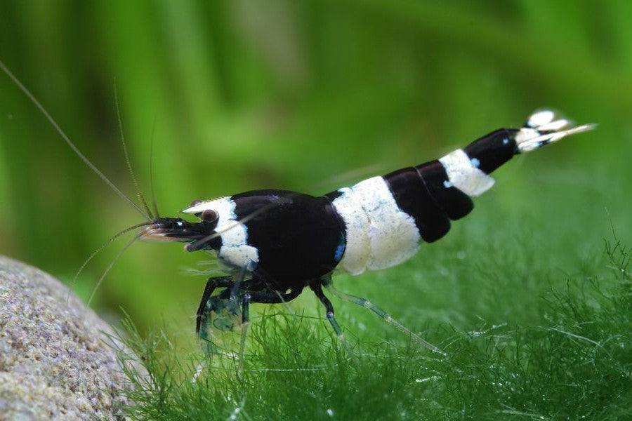Crystal Black Shrimp (Pure Black Line) – Cherry Shrimp Canada