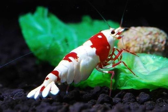 Crystal Red Shrimp – Cherry Shrimp Canada