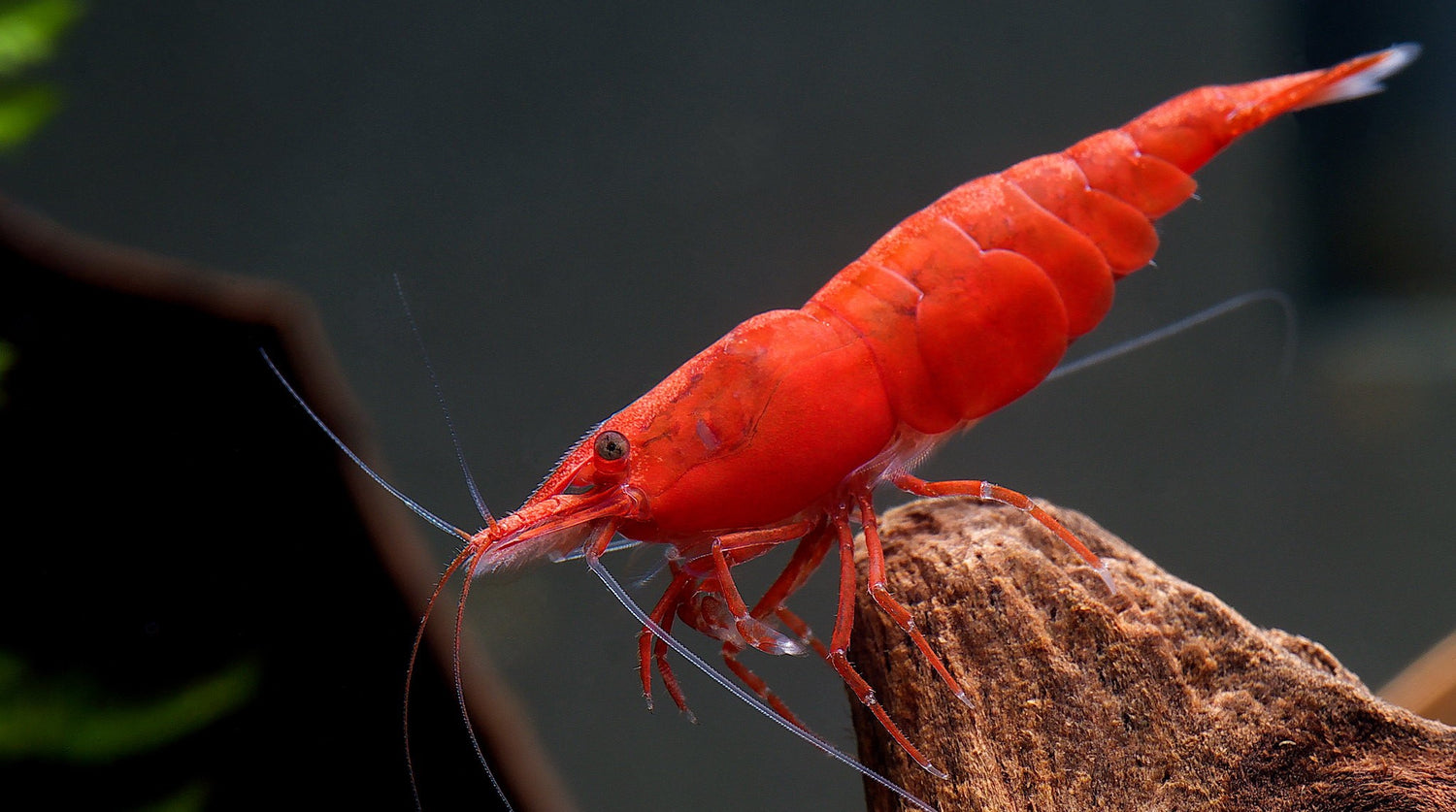 The Online Shrimp Store (Prime Delivery) – Cherry Shrimp Canada