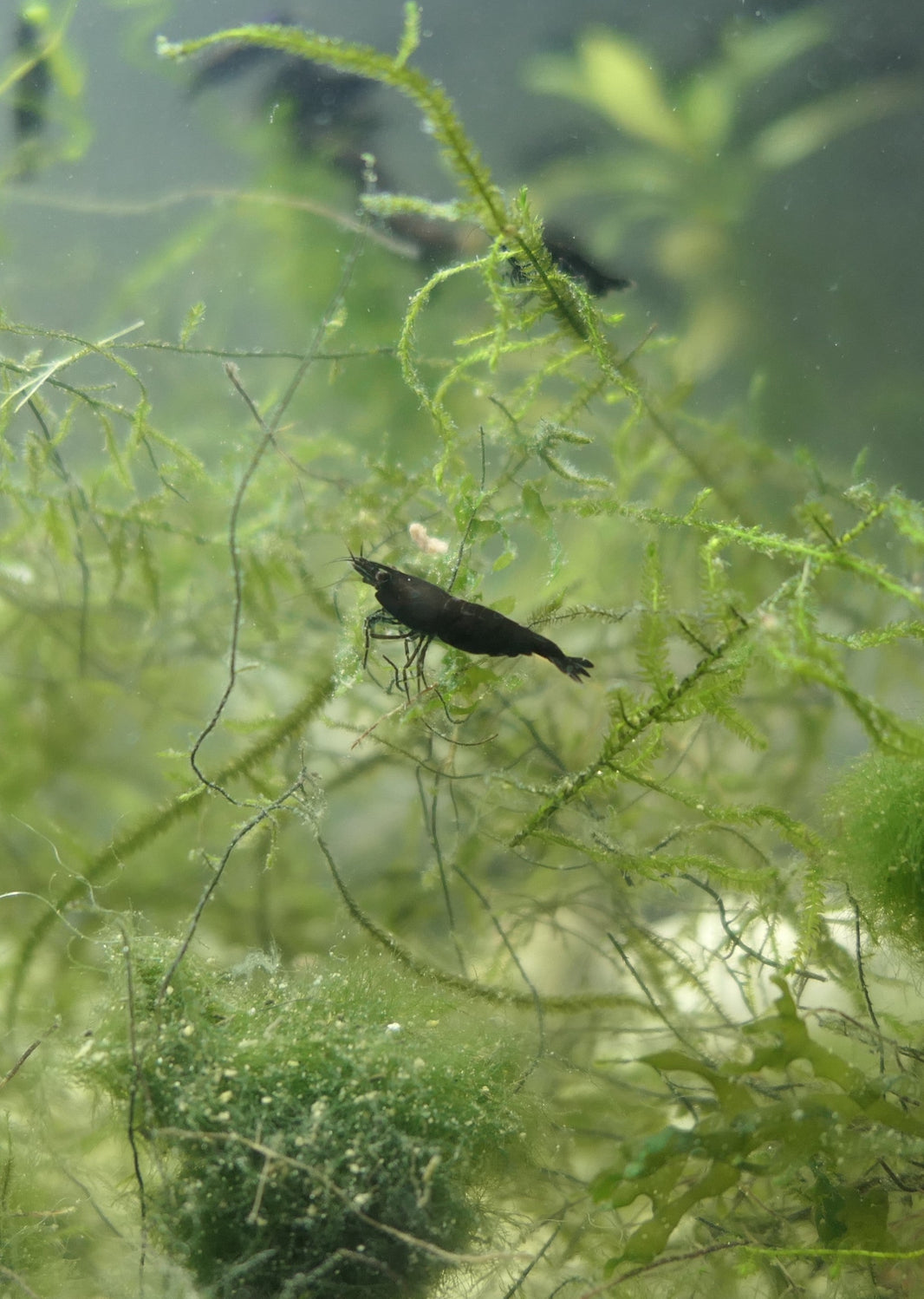 Live Arrival Guaranteed – Cherry Shrimp Canada