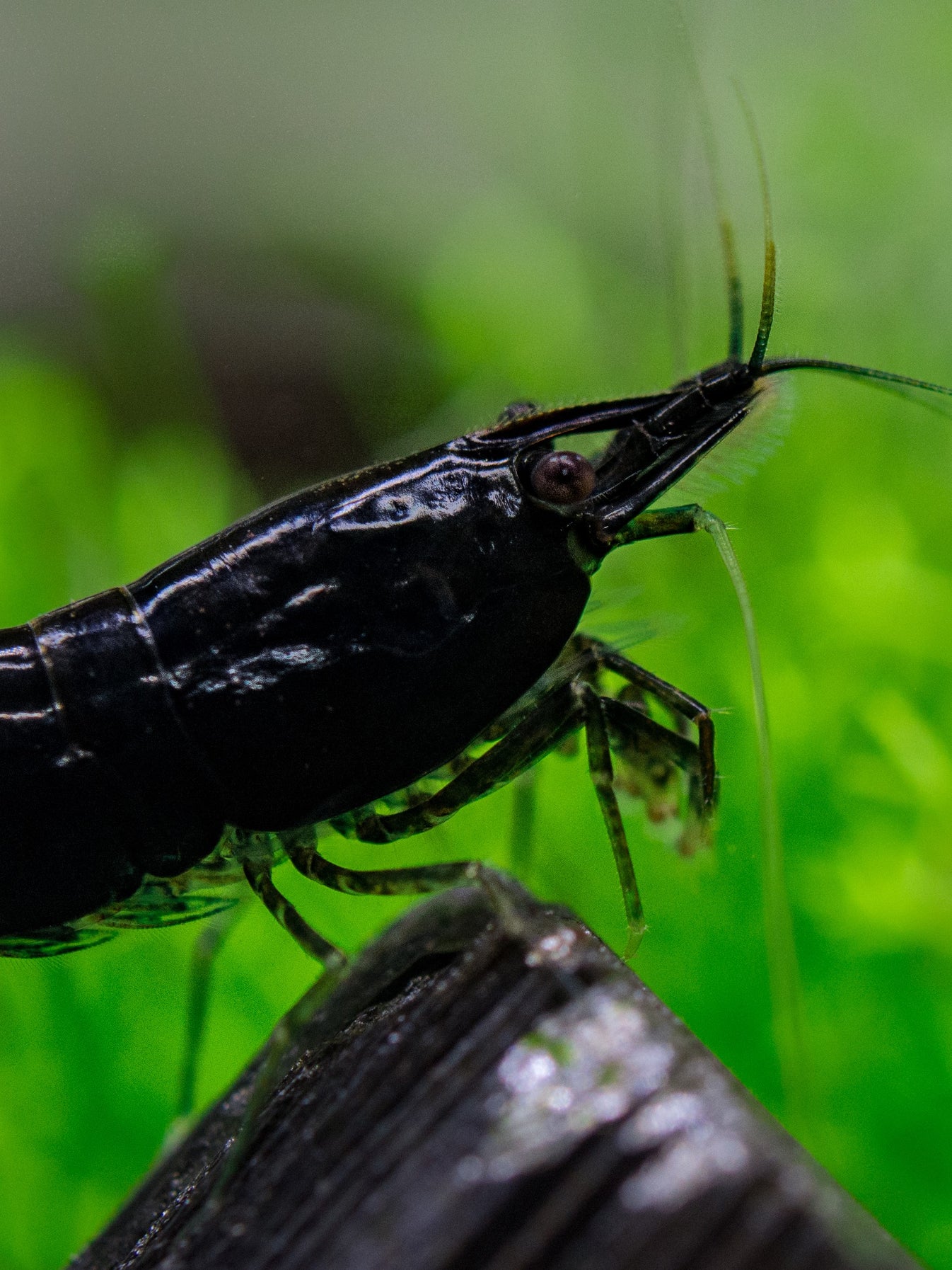 Buy Black Rose Cherry Shrimp Online – Cherry Shrimp Canada