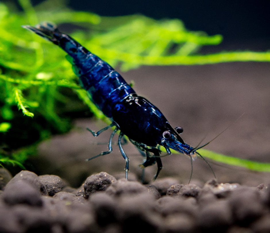 Live Freshwater Shrimp for Sale | Premium Genetics & Express Shipping ...