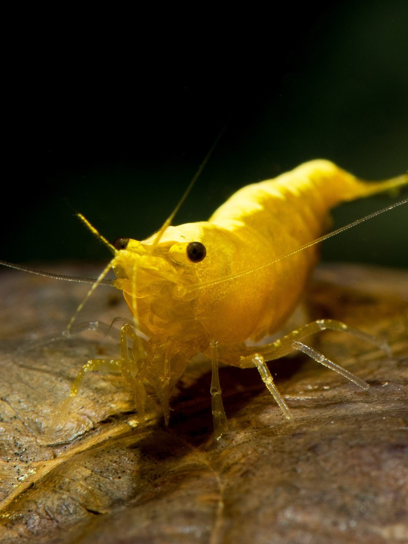 Live Freshwater Shrimp for Sale | Premium Genetics & Express Shipping ...