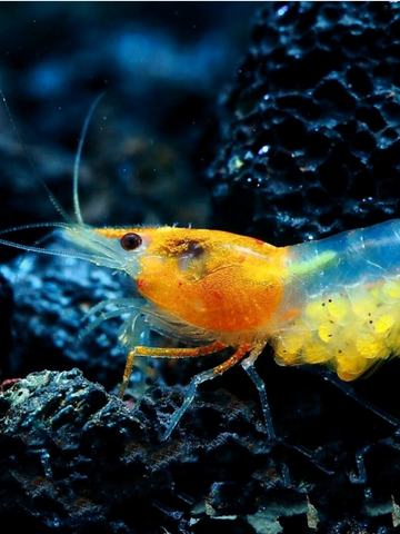 Live Freshwater Shrimp for Sale | Premium Genetics & Express Shipping ...