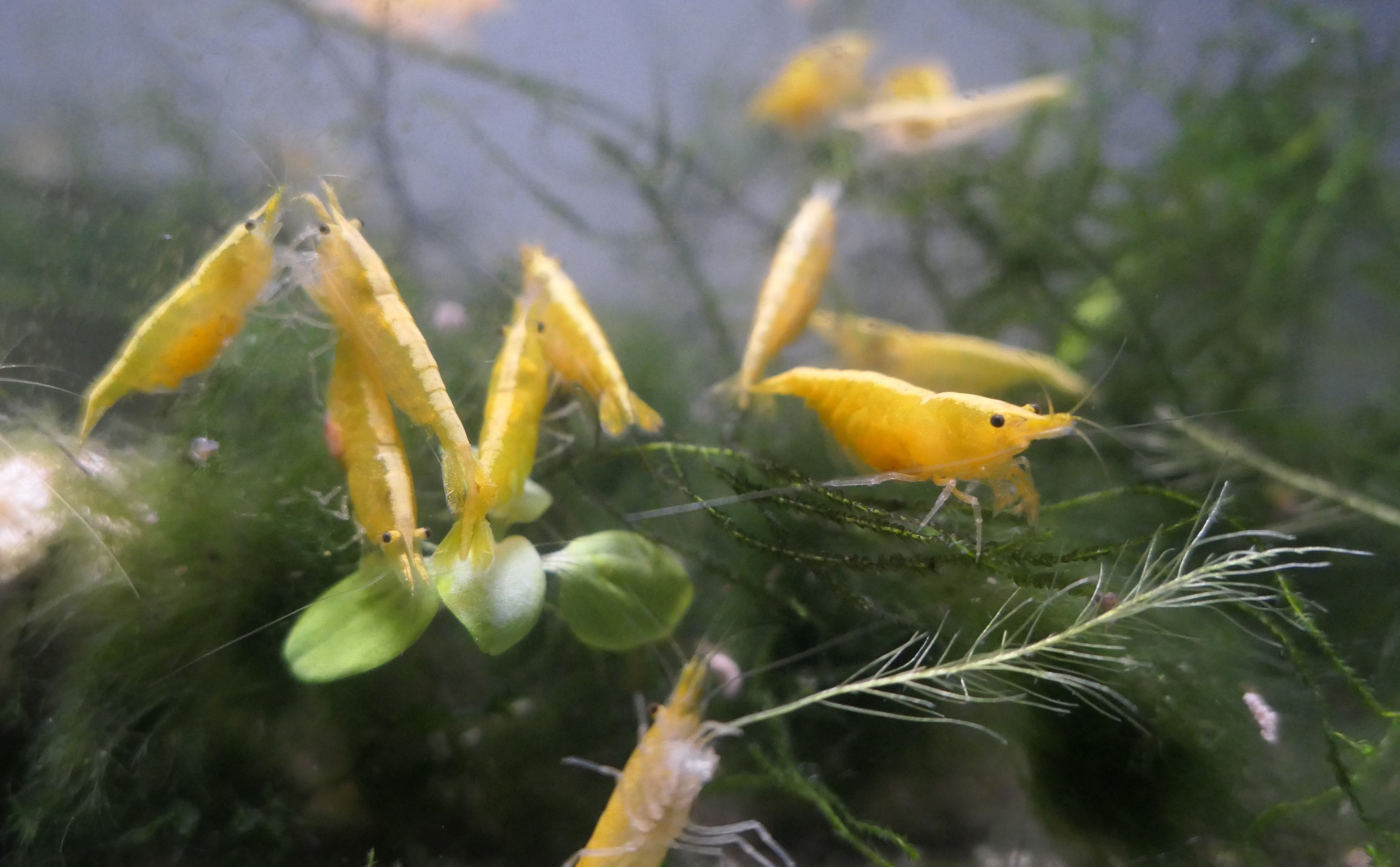 Live Freshwater Shrimp for Sale | Premium Genetics & Express Shipping ...