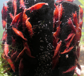 Live Freshwater Shrimp for Sale | Premium Genetics & Express Shipping ...