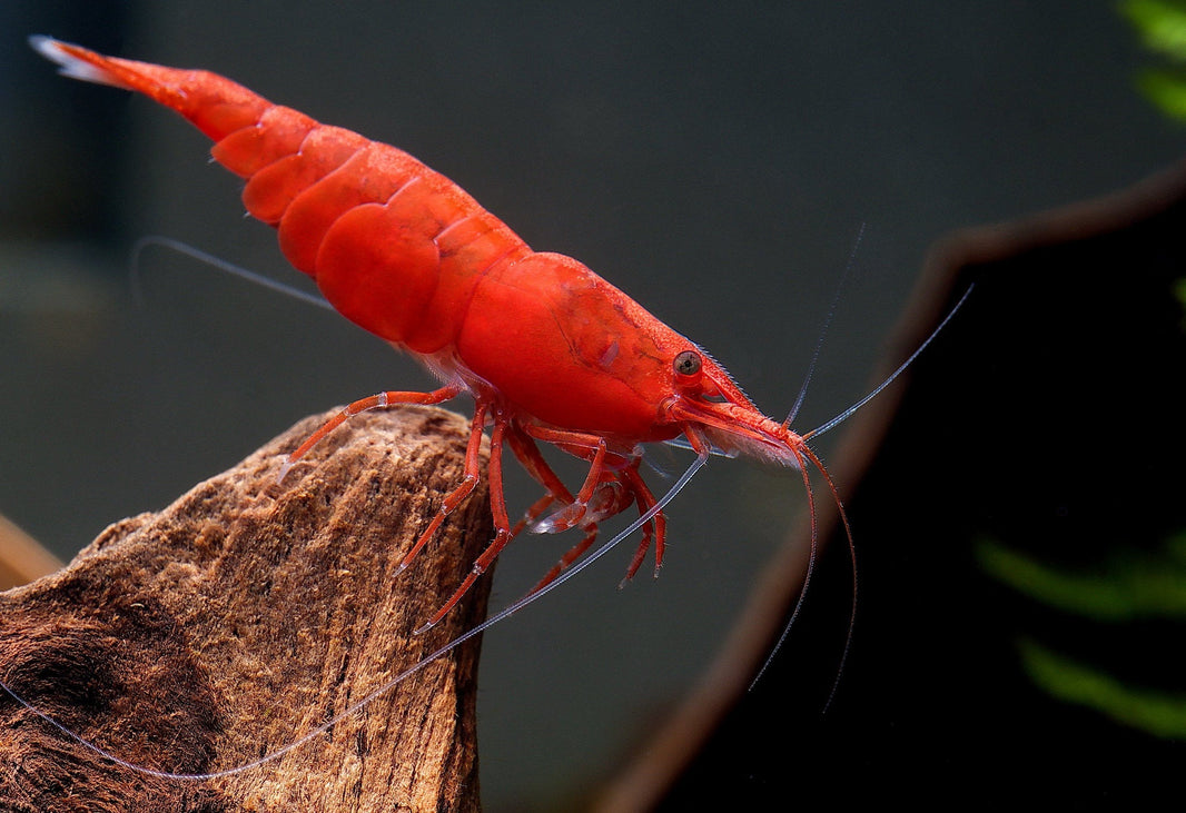 Premium Freshwater Aquarium Shrimps – Cherry Shrimp Canada