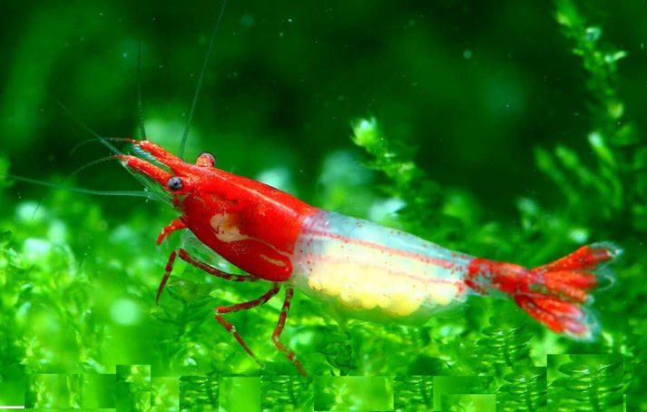 Buy Red Rili Cherry Shrimp Online – Cherry Shrimp Canada